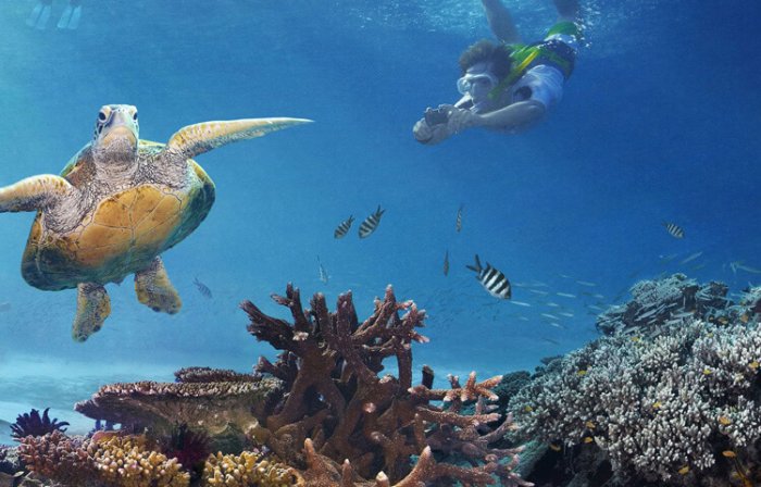 Bermuda Snorkelling Spots & Tours | Bermuda.com